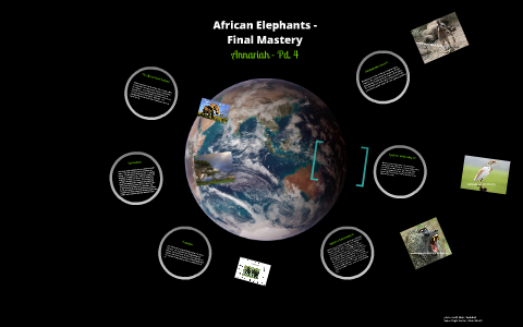 African Bush Elephants by Annariah Thomas on Prezi