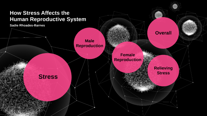 Affects of stress on human reproductive system by Sadie Rhoades-Barnes ...