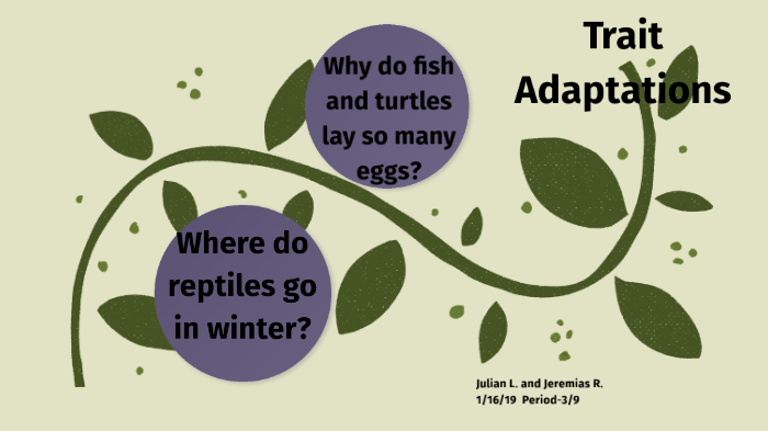 Trait Adaptations Presentation by Julian Laca on Prezi
