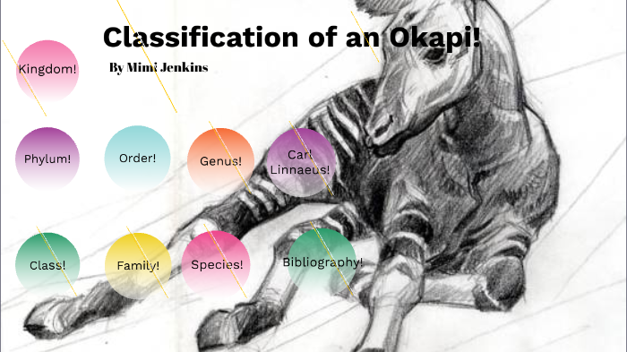 Okapi Classification by Mimi by Mimi Jenkins on Prezi