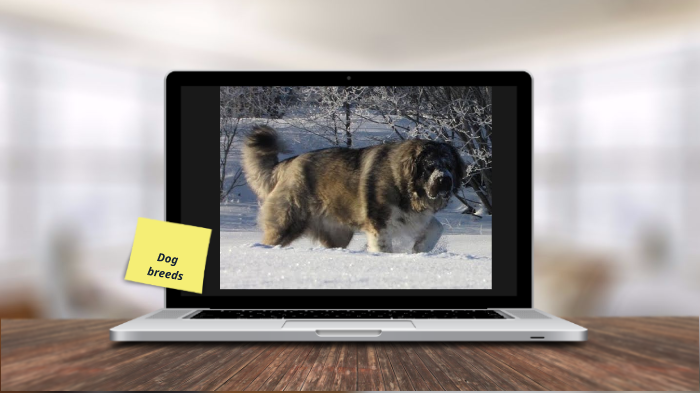 Caden and Ethan Core 2: Selective Breeding by Caden Brown on Prezi