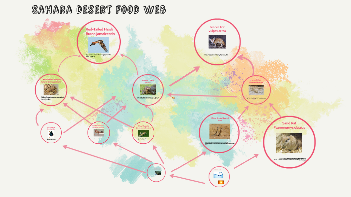 Sahara desert Food Chain by Lexi Bird