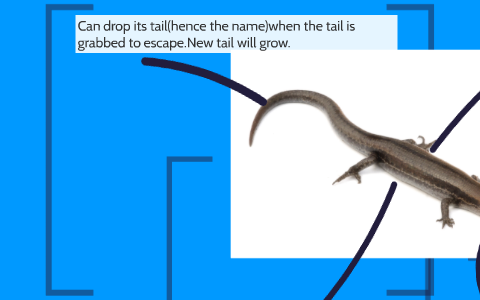 Garden Skink/Drop-tail skink by Jimmy Gohil on Prezi