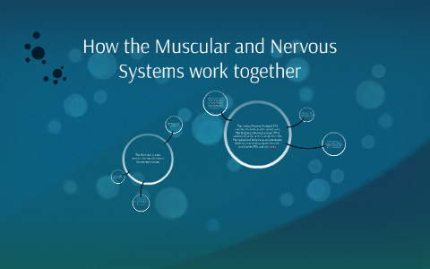 How the Muscular and Nervous Systems work together by Micah Nichols on ...