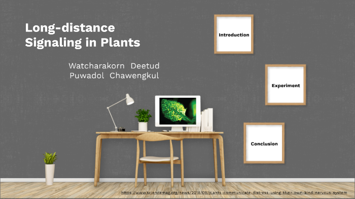 Long-distance Signaling in Plants by Puwadol Chawengkul on Prezi