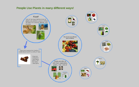 People Use Plants in many different ways! by Erica Keller on Prezi
