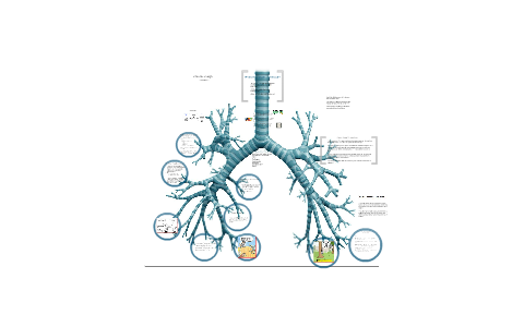 Chronic Cough by Jasmol Sardana on Prezi