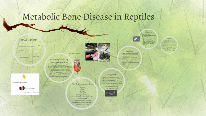 Metabolic Bone Disease in Reptiles by Charlotte Li on Prezi