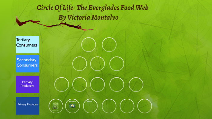 Circle Of Life- The Everglades Food Web by Victoria Montalvo on Prezi
