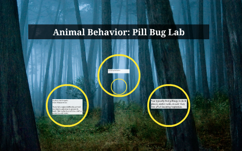 Animal Behavior: Pill Bug Lab by Alexandra Thomas on Prezi