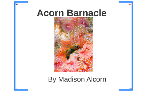 Acorn Barnacle Taxonomy