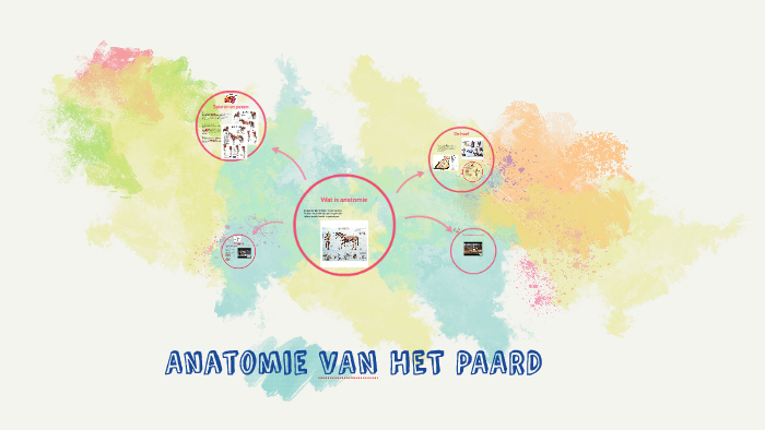 Anatomie vAN HET PAARD by roos custers on Prezi