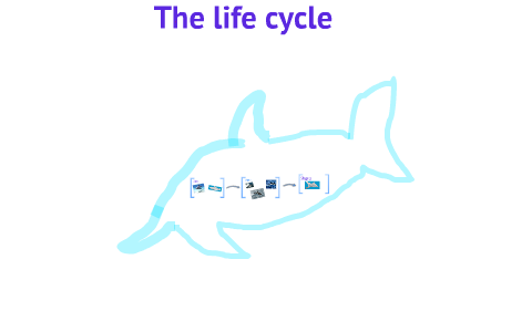 Life Cycle of a Dolphin by Alicia Lauren Wong on Prezi