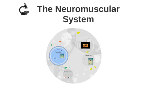 The Neuromuscular System by Kristen Gagnon on Prezi
