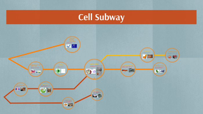 Cell Subway by ERICA COTTRELL