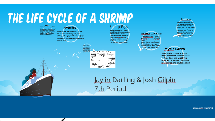 The Life cycle of a shrimp by Jaylin Darling