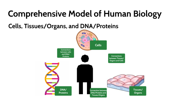 Comprehensive Model of Human Biology by Rachel Clennon on Prezi