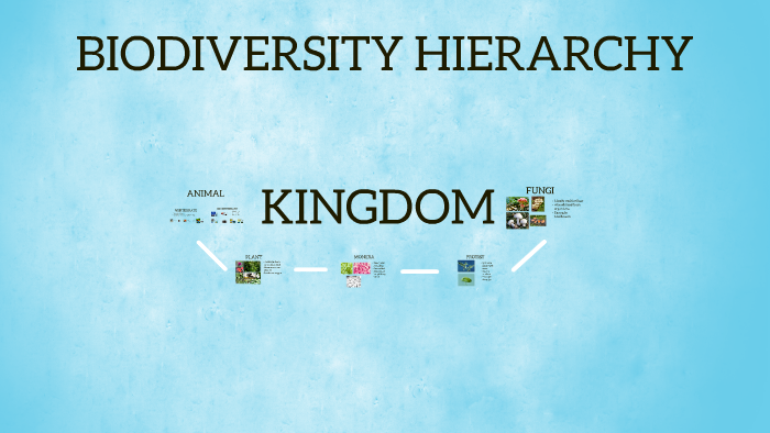 BIODIVERSITY HIERARCHY by Chelsea Chelsea on Prezi