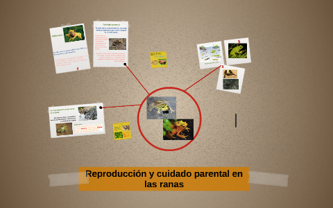 La reproducción en las ranas by Mayra Alejandra Santiago Molina on Prezi