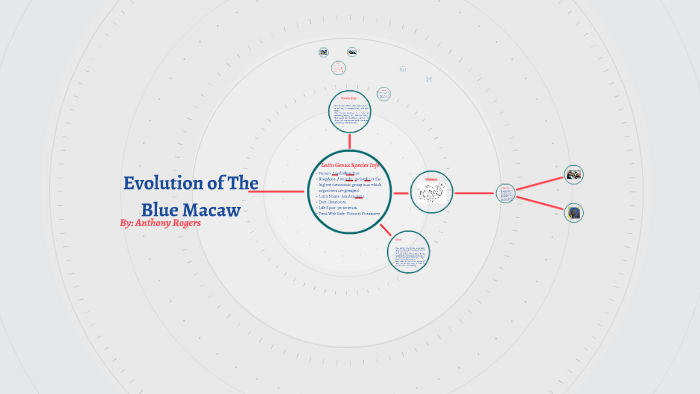 Evolution of The Blue Macaw by anthony rogers on Prezi