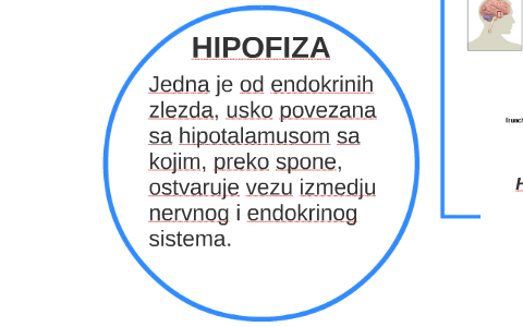 HIPOFIZA by Saška Koza on Prezi