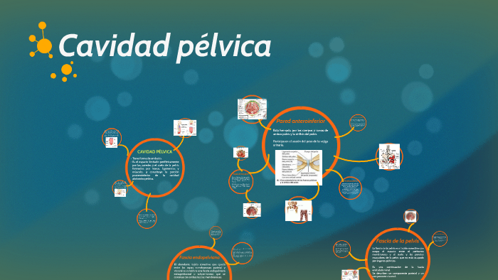 Cavidad pélvica by on Prezi