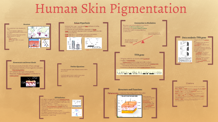 Human Skin Pigmentation by Pallavi Patil on Prezi