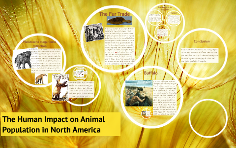 The Human Impact on Animal Population in North America by Clea Hannahs ...