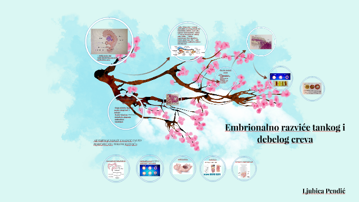 Embrionalno razviće tankog i debelog creva by Ljubica Pendic on Prezi