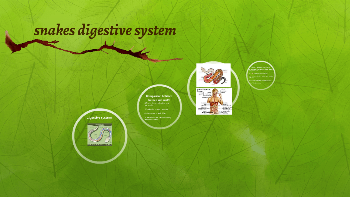 Snakes´ digestive system by kenneth zhen on Prezi
