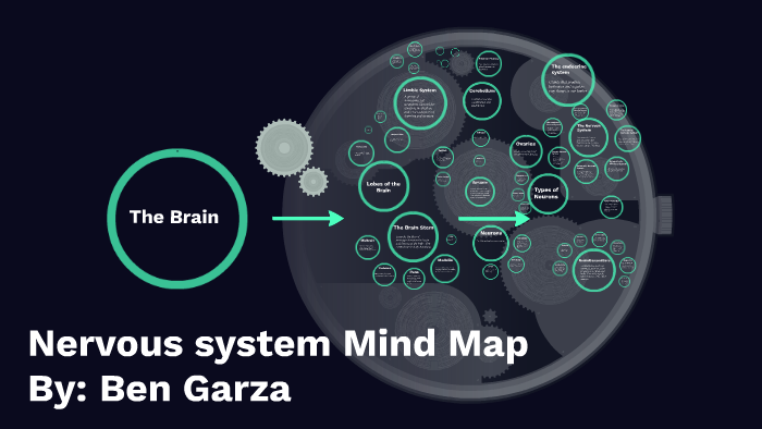 Nervous system Mind Map by Ben Garza on Prezi