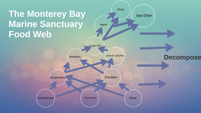 Monterey Bay Food Web by kaden kuehler on Prezi