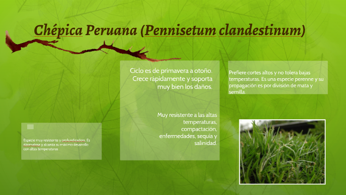 Chépica Peruana (Pennisetum clandestinum) by Ricardo Garcia on Prezi