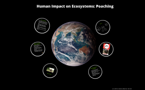 Human Impact on Ecosystems: Poaching by Daniel Santa on Prezi