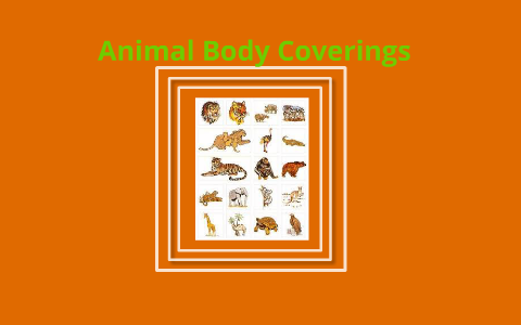 Animal Body Coverings by Annabel Noyola on Prezi