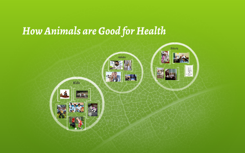 How Animals are Good for Health by Heather MacGregor on Prezi