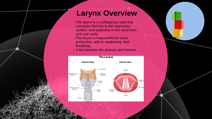 Larynx Project- Lauren Falink by Lauren Falink on Prezi