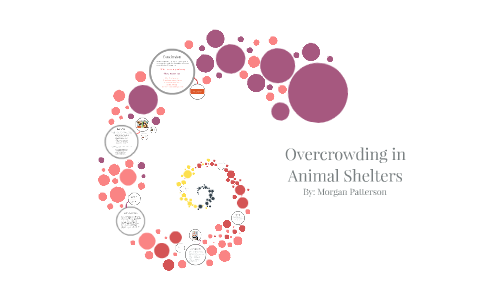 Overcrowding in Animal Shelters by Morgan Patterson on Prezi