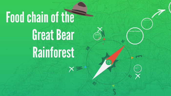 Food chain of the Great Bear Rainforest by Leona marshall on Prezi