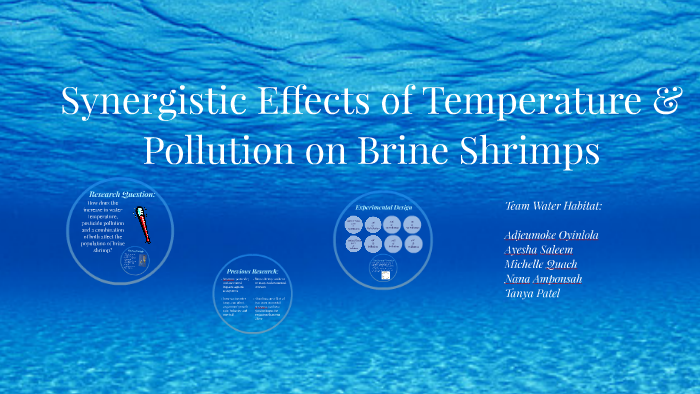 Synergistic Effects of Temperature and Pollution in Brine Sh by Tanya ...