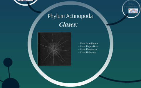 Phylum Actinopoda by Valentina Copello on Prezi