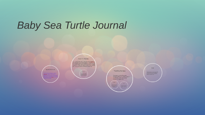 Baby Sea Turtle Journal by Austin Turner on Prezi