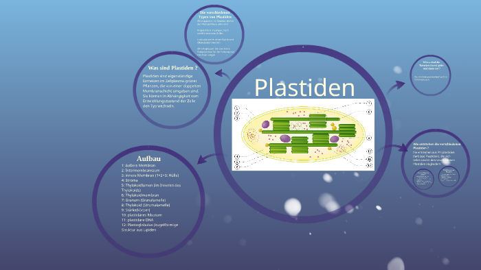 Plastiden by Dilara E. on Prezi