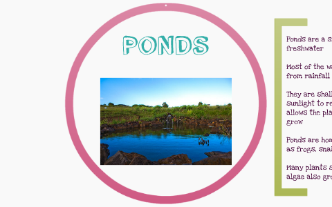 PONDS by Anum Pasha on Prezi