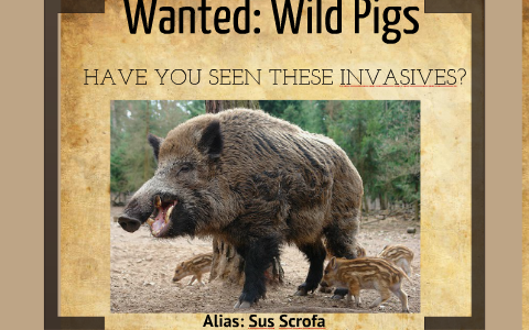 Invasive Species Wanted Poster by Cameron Ko on Prezi