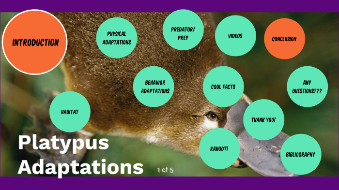 Platypus Adaptations by Platypus 1 on Prezi