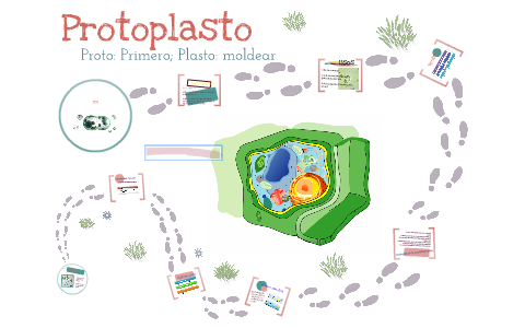 Protoplastos by andres kempke on Prezi