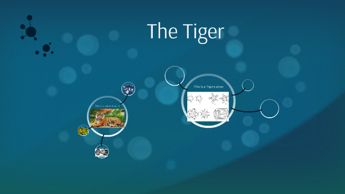 Tiger organ system by Elizabeth Villanueva on Prezi