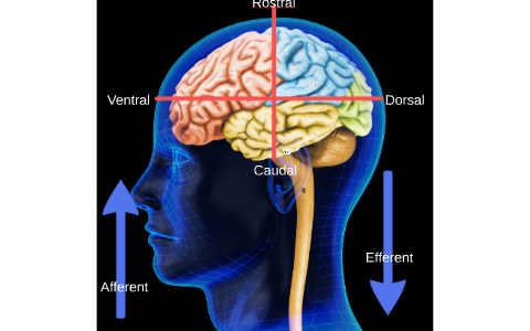 Brief Neuroanatomy for Language Development by Kyna Betancourt on Prezi