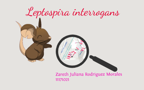 LEPTOSPIROSIS by Zareth juliana Rodriguez morales on Prezi